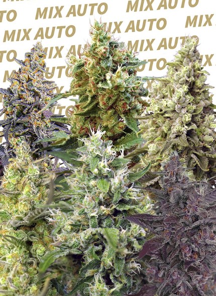 Sweet Mix Auto® x10 - Image 2