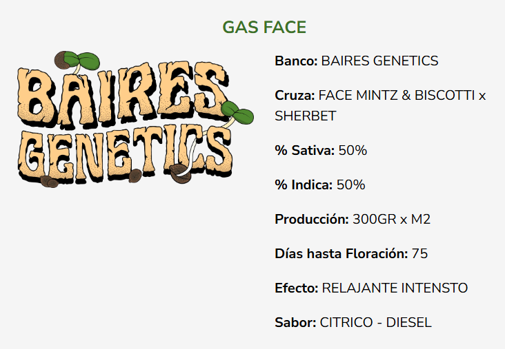 GAS FACE x 5 auto – ALKIMIA growshop